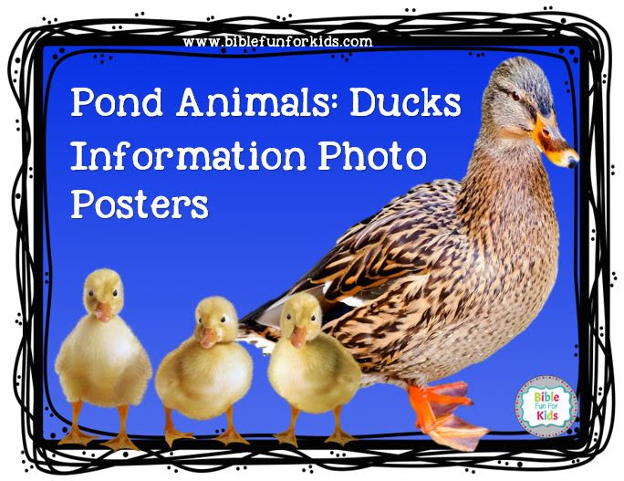 God Makes the Pond Animals: Ducks | Bible Fun For Kids
