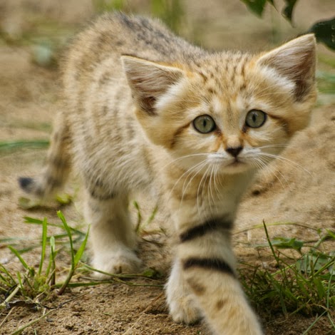Sand Cat-Felis margarita | Enter your blog name here