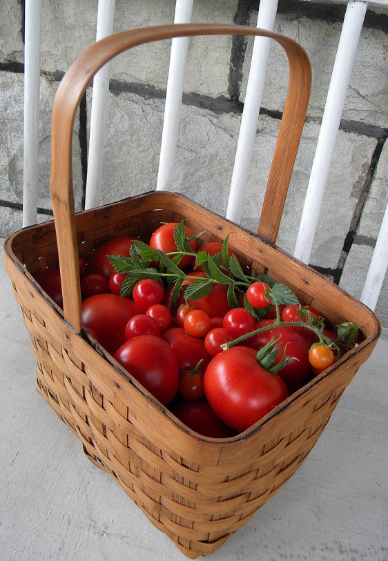 Art, Crafts and Decor by 58 Cherries: Gratuitous Tomato Pics