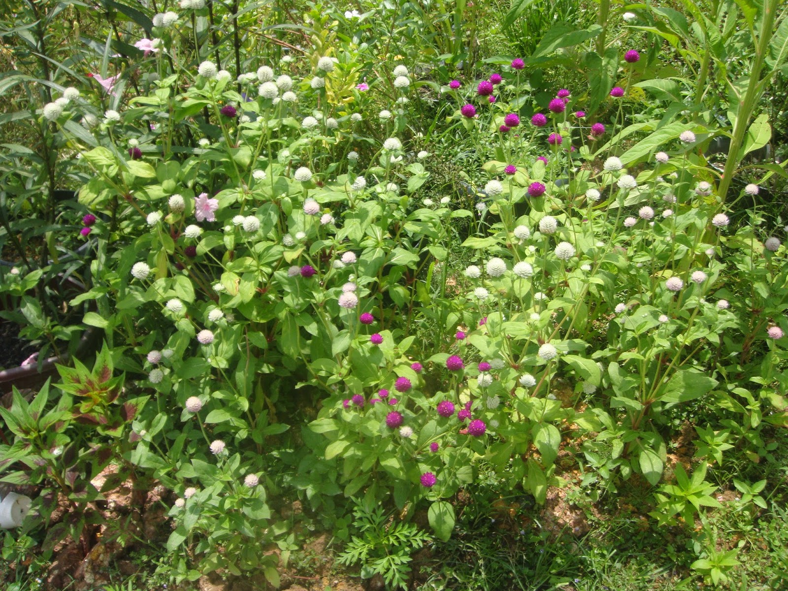 My Wonderful Timez.: Bunga Butang, khasiat & Manfaatnya...