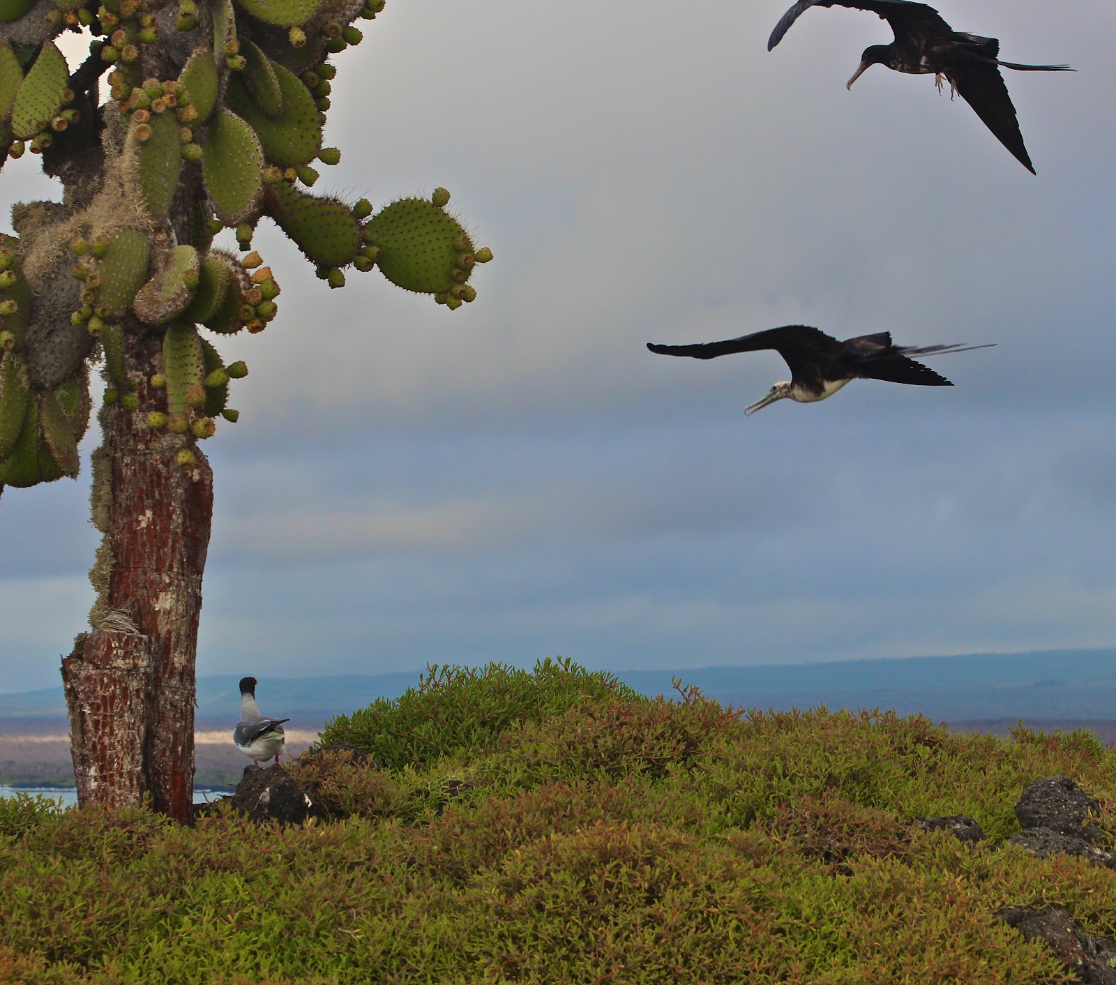 Nature Photography: Galapagos Birds