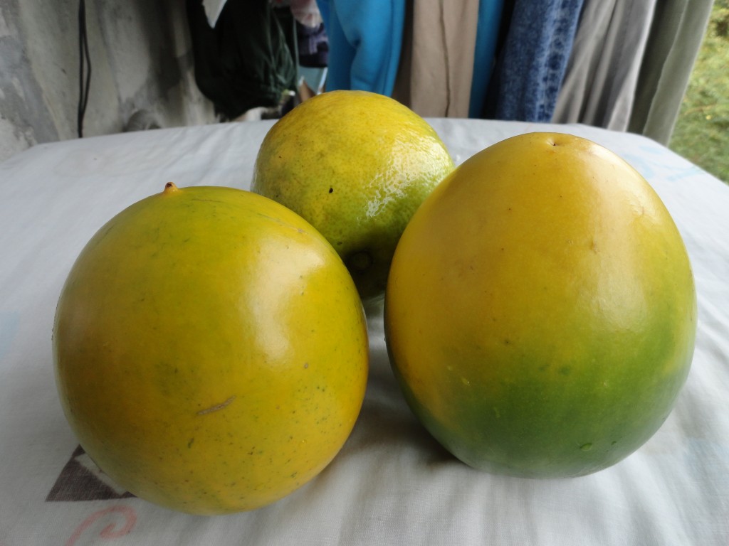 Frutos Amazonicos: enero 2016