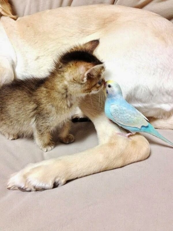 Funny cats - part 98 (40 pics + 10 gifs) | Amazing Creatures