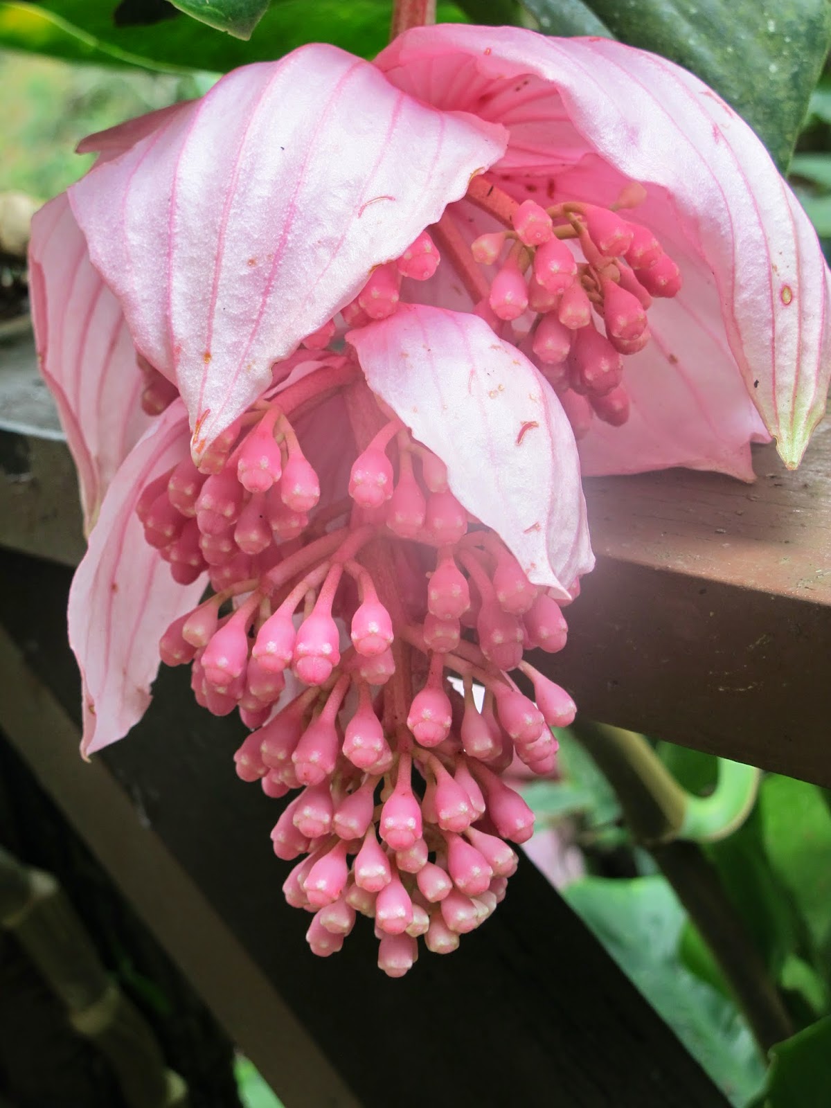 Botanical Garden and Japanese Tea House at Berjaya Hills, Bukit Tinggi ...