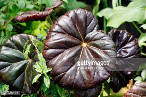 Всё о бегониях и не только...: Begonia 'Foxy Lady', Begonia 'Freddie ...