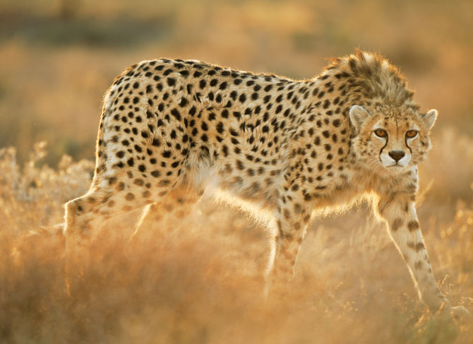 White Wolf : Finding the Last Cheetahs of Iran