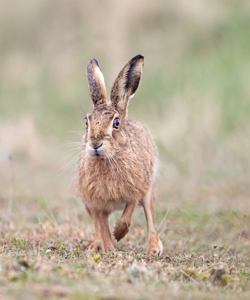 Ann Miles Photography: Havergate Hares