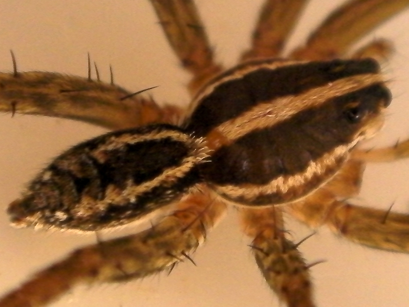 Quaoar Power Zoo: wolf spider (Hogna brunnea?) - Montezuma, Costa Rica