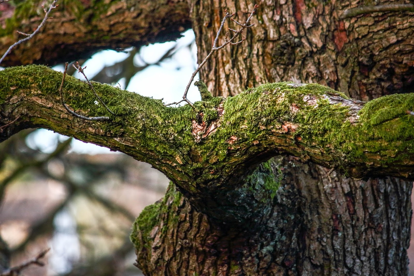 Dungeon Wood: Trees. Simple.