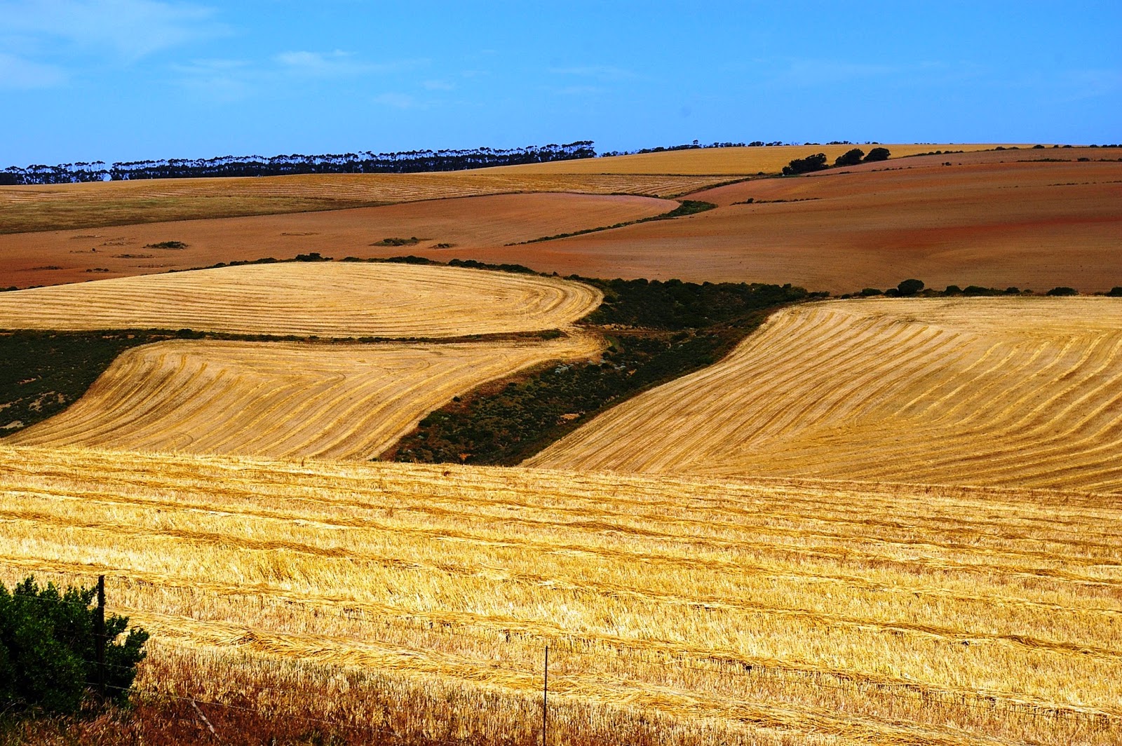 Overberg Bands Together To Save The Renosterveld ~ South East from Cape ...