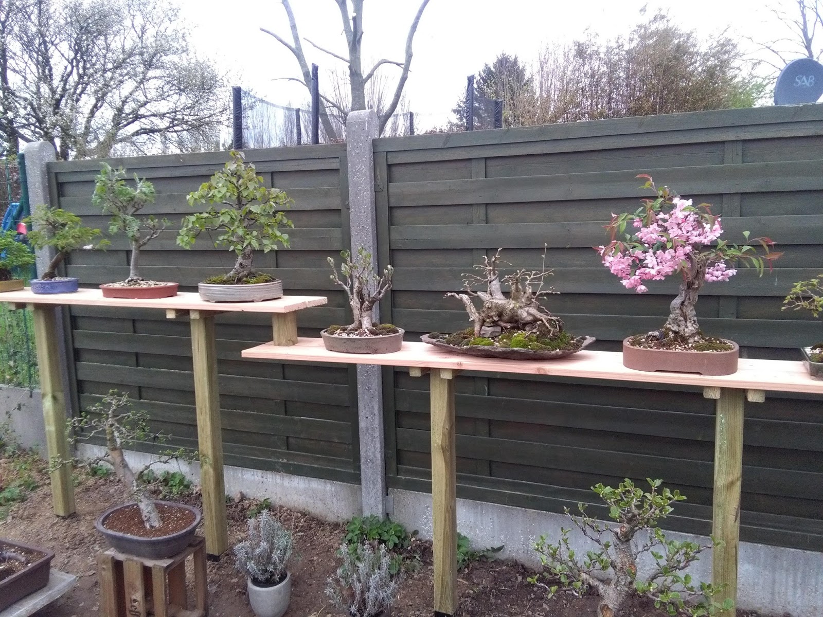 Bonsai en Bogen: 2018