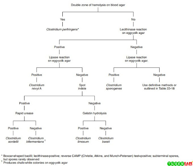 [Microbiology] Atlas of Anaerobes of Clinical Importance | Free Medical ...