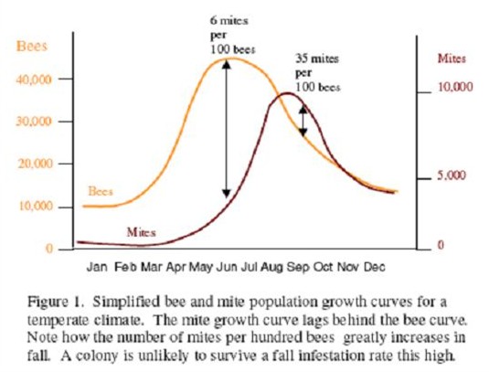 What Should I Be Doing With My Bees This Month?: July 2018
