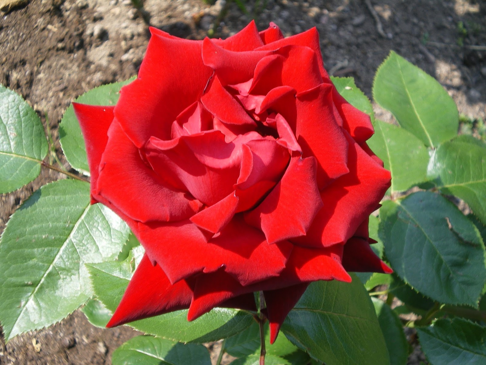 Hemifrån mig: En ros är en ros är en ros