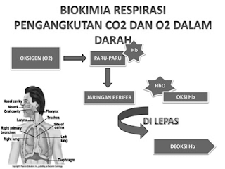Pengertian Respirasi : Apa Itu Respirasi / Pernapasan Dan Struktur ...