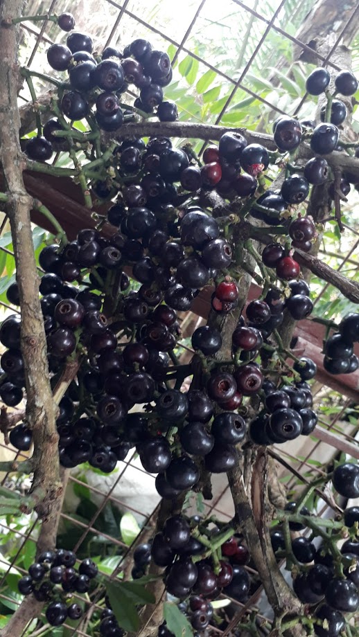 IRGUHAN NG MGA INFANTAHIN: LIPOTE FRUITS/LIPOTE JAM