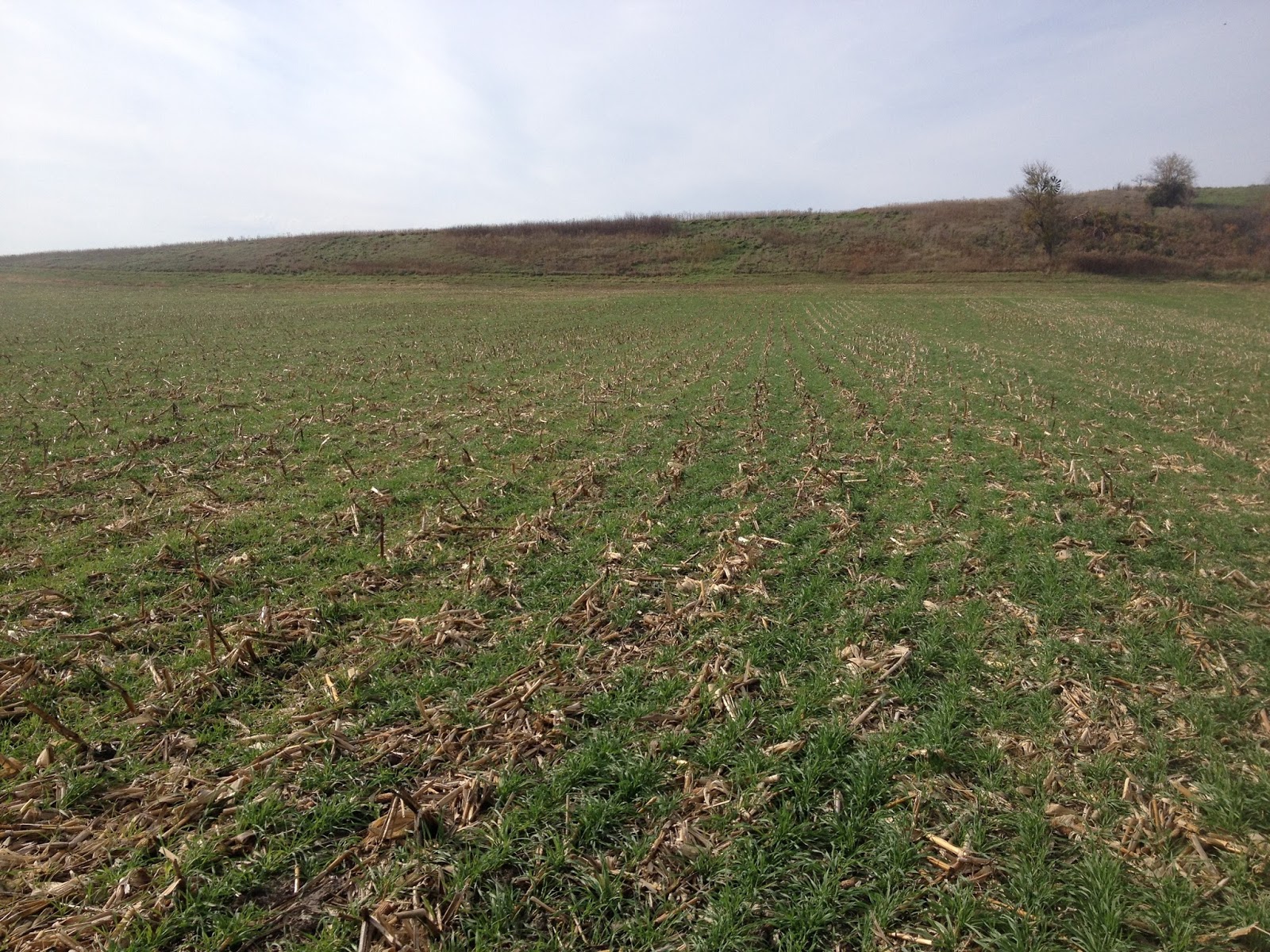Observations in Agriculture: Iowa Cover Crops