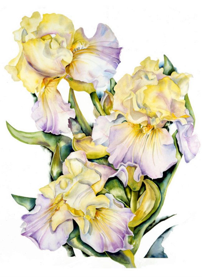 Коллекция картинок: Sally Robertson, акварель