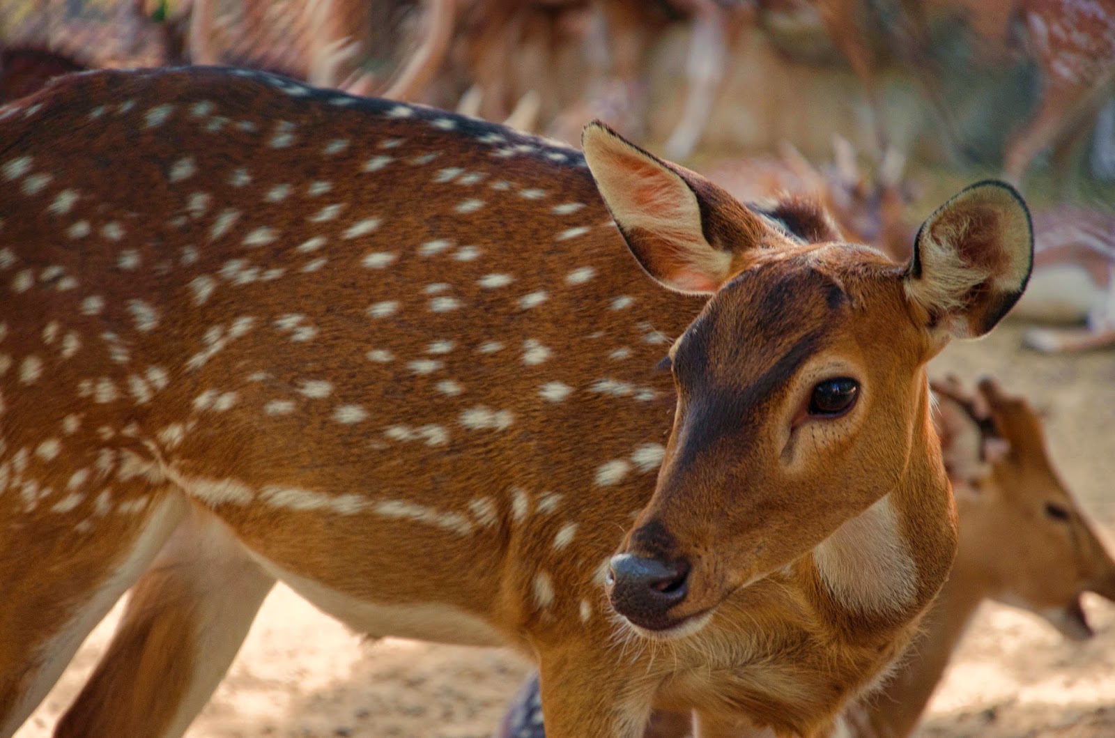 Pinay in Kuwait: KUWAIT BUCKET LIST: Visit Kuwait Zoo