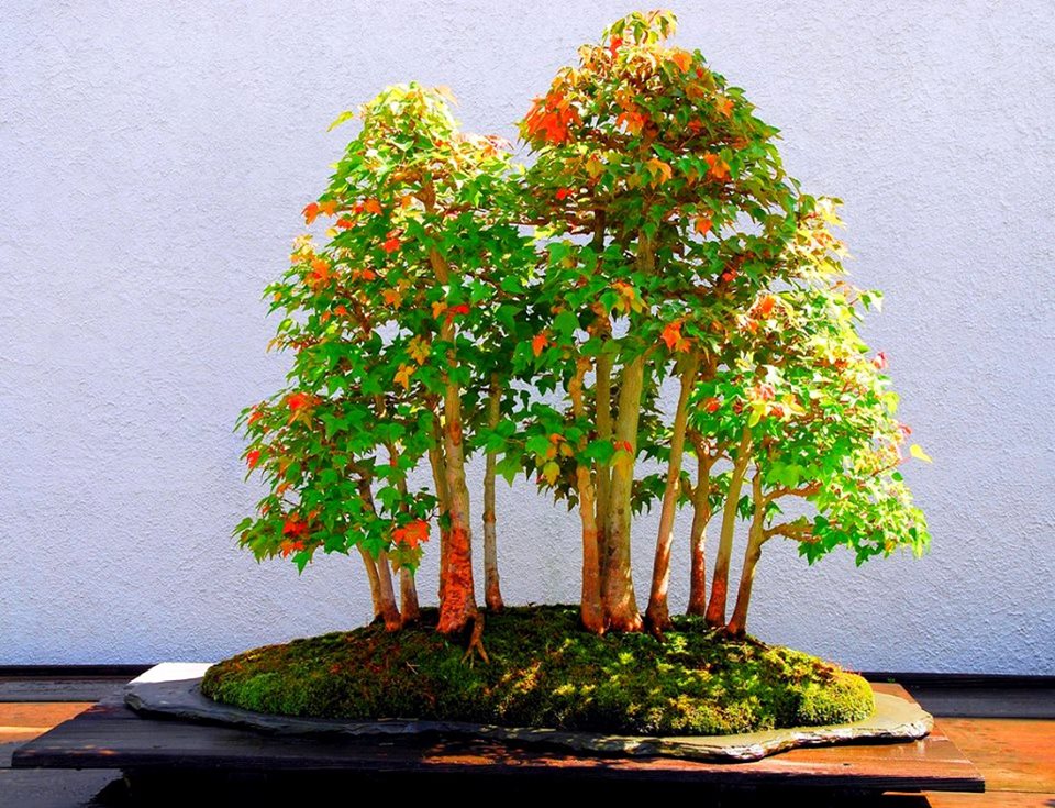 TODO BONSAI: Fotos de Bosques de Bonsai.