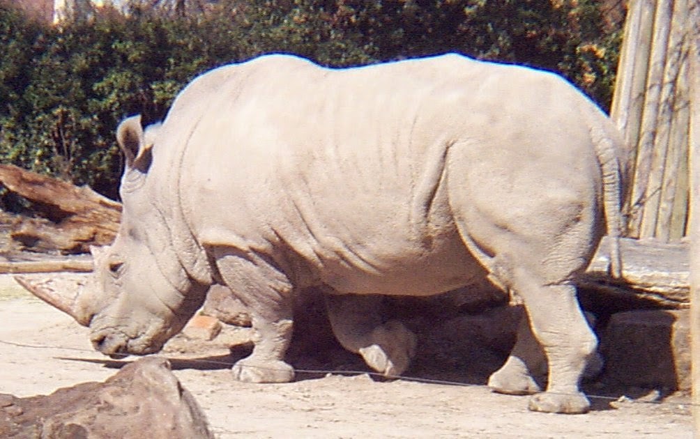White Rhinoceros Charging | Amazing Facts & Latest Pictures | All ...