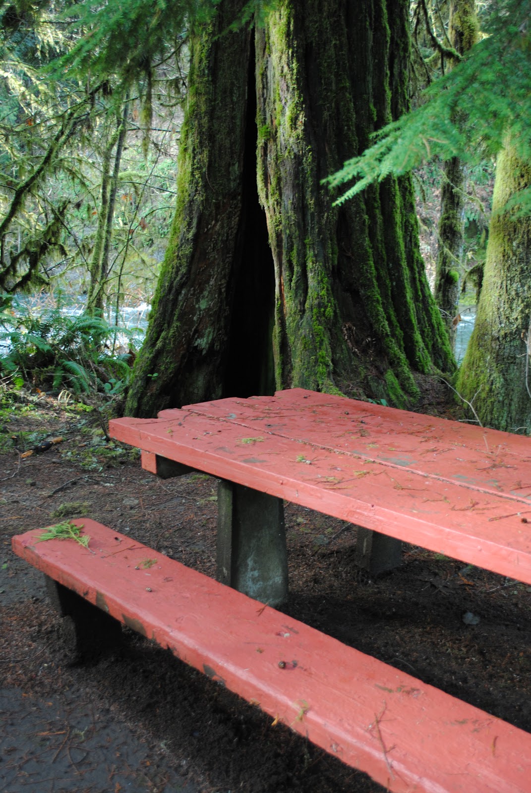 Black Watch Sasquatch: Eagle Fern Park - Estacada, Oregon