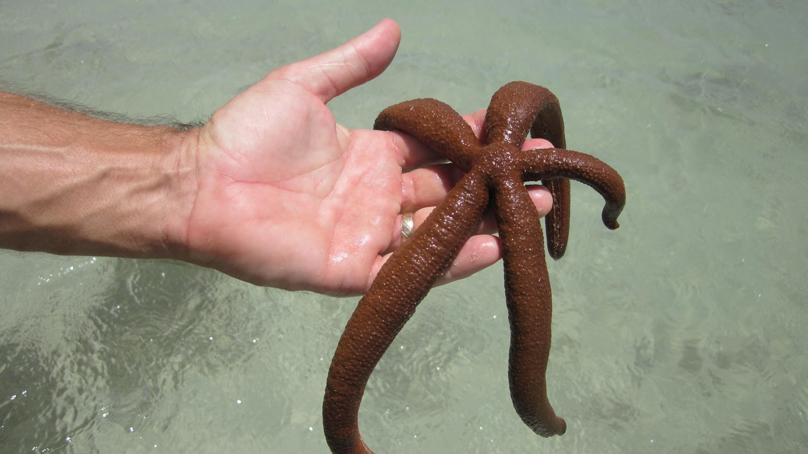 Cruising with Mr Mac: Creature Feature: Starfish