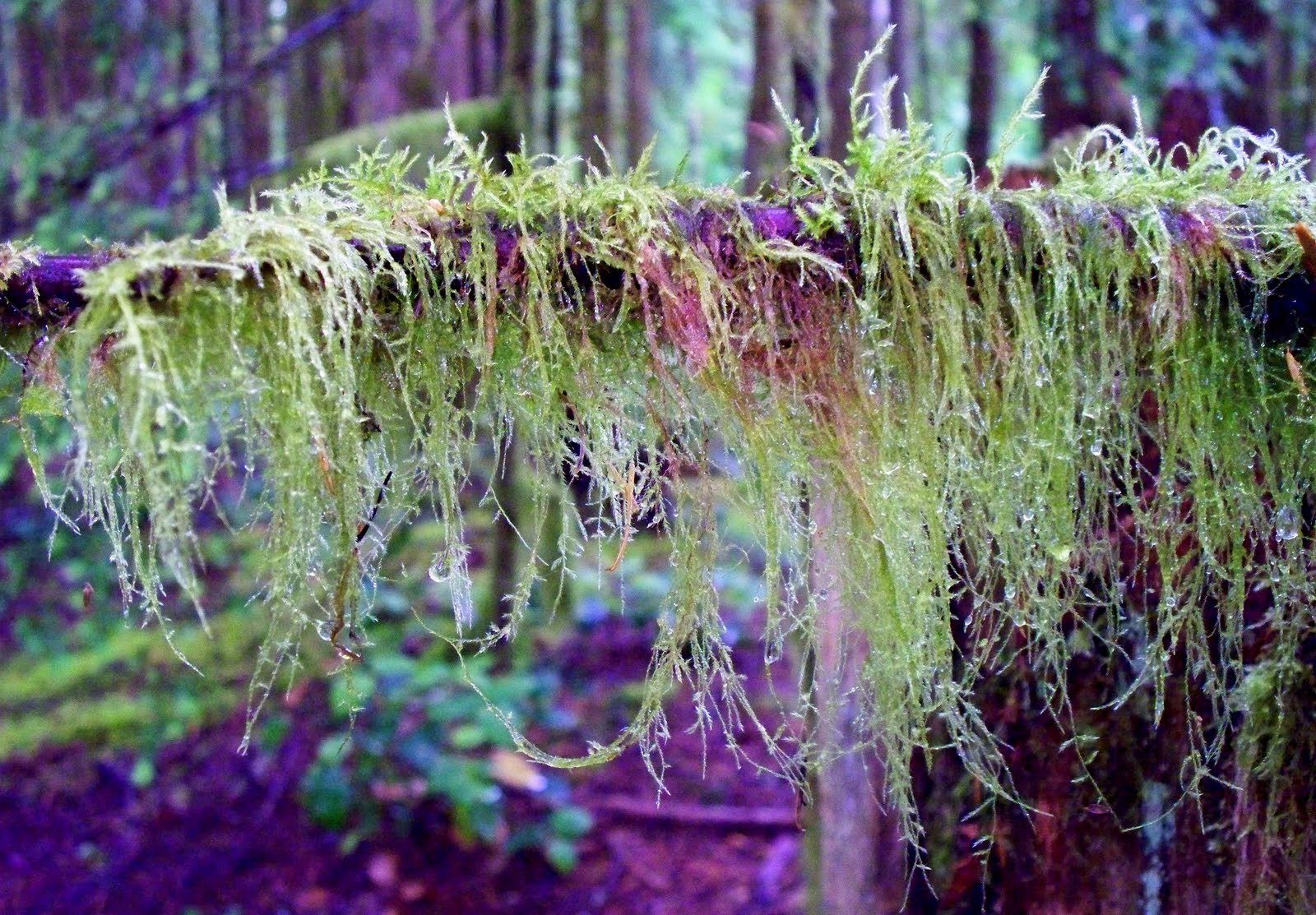 Weekly Adventure: Cascade Streamwatch Trail