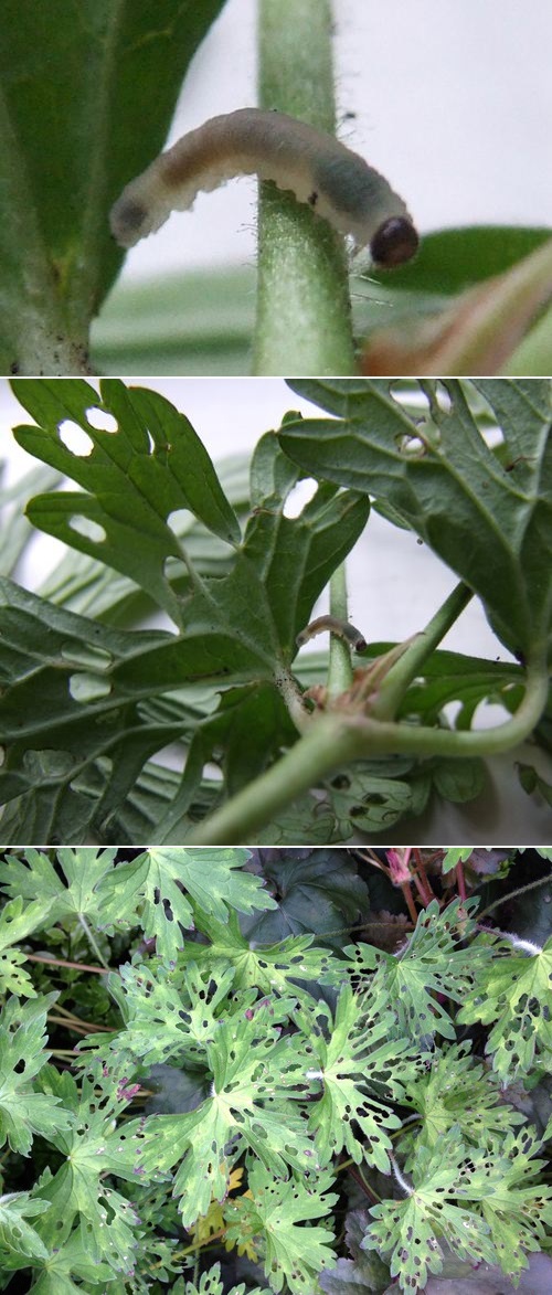 Geranium Budworm Control