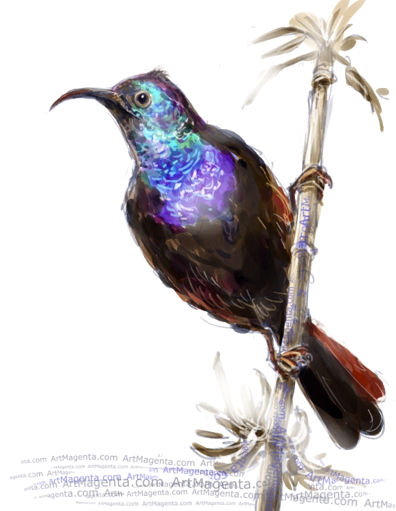 Birds: Palestine sunbird