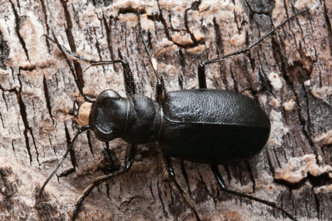 Harvey's Spiders n Stuff: Prairie Long-lipped Tiger Beetle - Cicindela ...