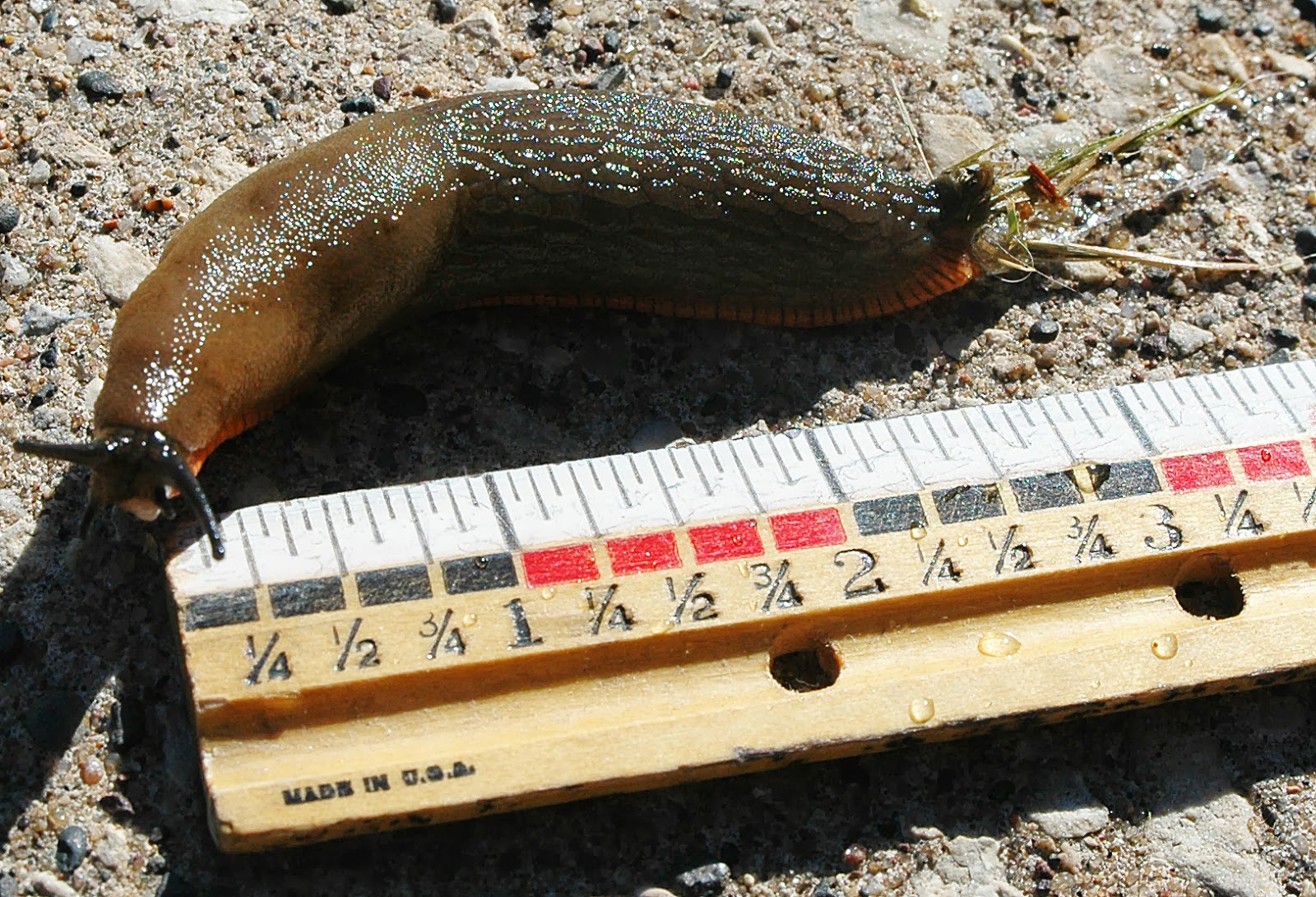 Shallow Thoughts from Iowa: Arion fasciatus slug, I think - look at ...