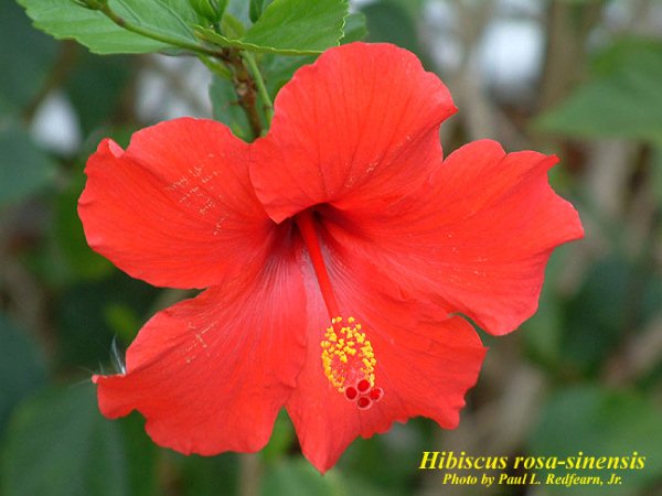 Flores y árboles: Pacifico. rosa de China o flor del beso