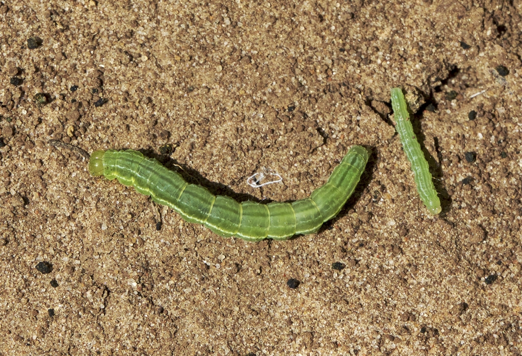 FOCUS on Entomology: Green cloverworms in alfalfa and soybeans