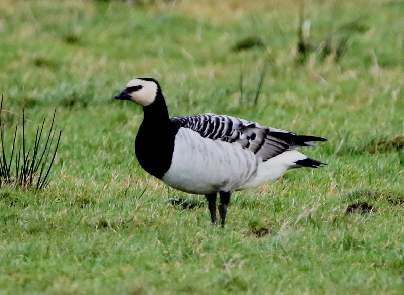 Murfs Wildlife : Barnacle Geese Return