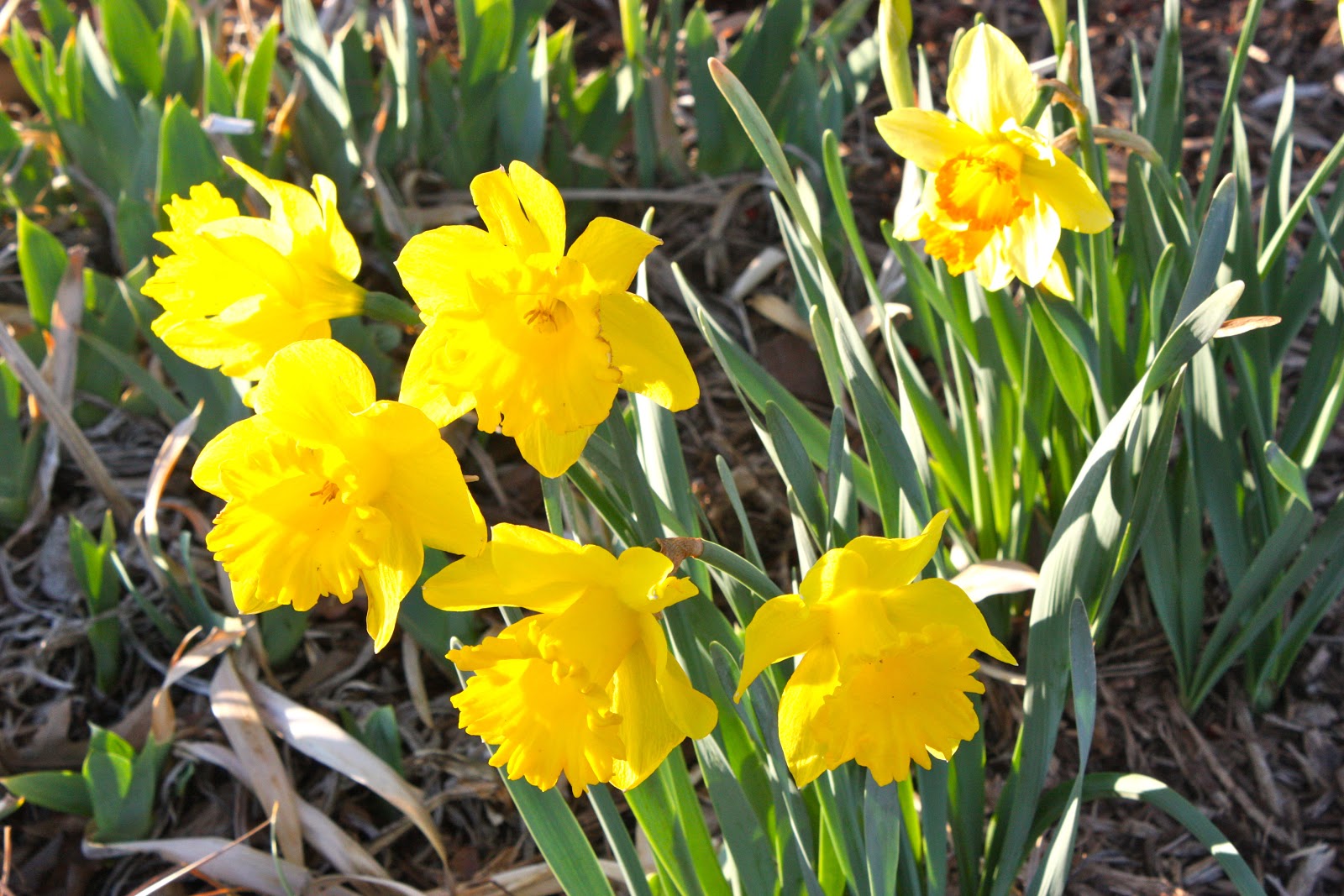 Rainbow Magic Sparkle Butterfly : My Spring Daffodils