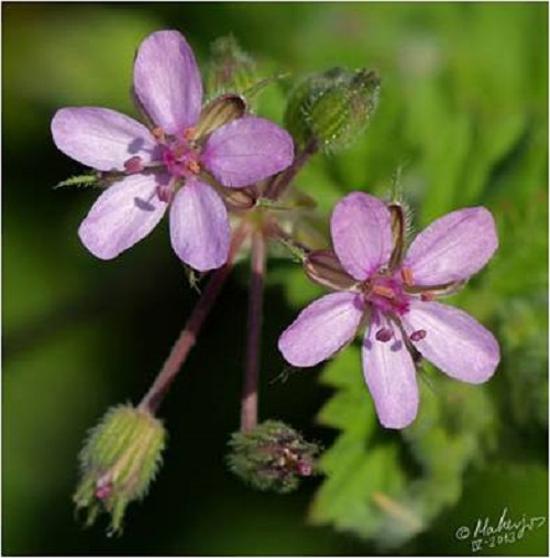 BIODIVERSIDAD COSTA GRANADINA Y...: Relojes, alfileres (Erodium chium)