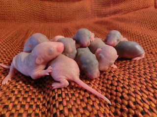 Nau speak: Baby Rat Growth & Development Part 1: the first 10 days