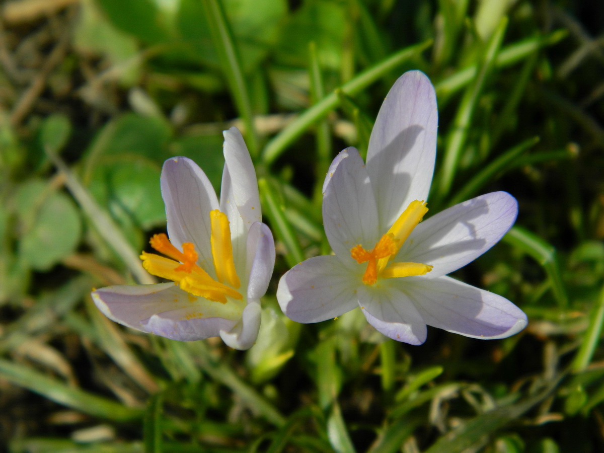 LA MULTI ANI, ROMANIA!: Primele branduse