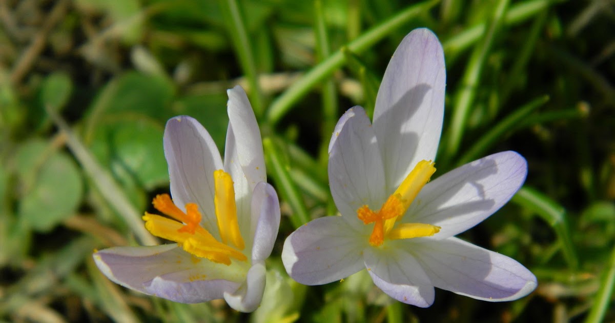 LA MULTI ANI, ROMANIA!: Primele branduse