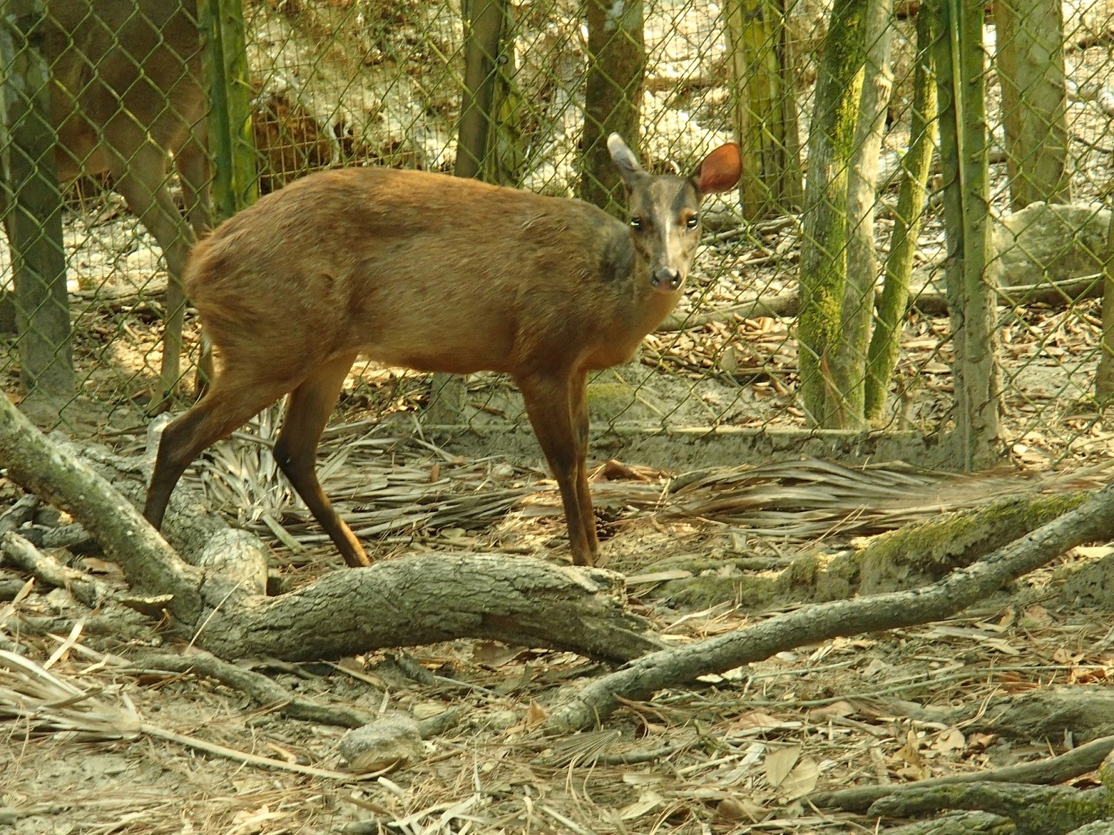 Belize Something.: Pics from the Belize Zoo!