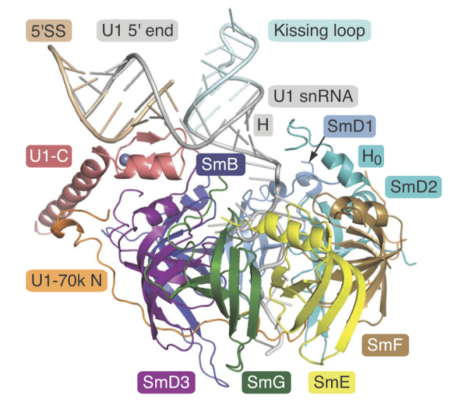 U1 snRNP is a Superstar RNA-protein Complex