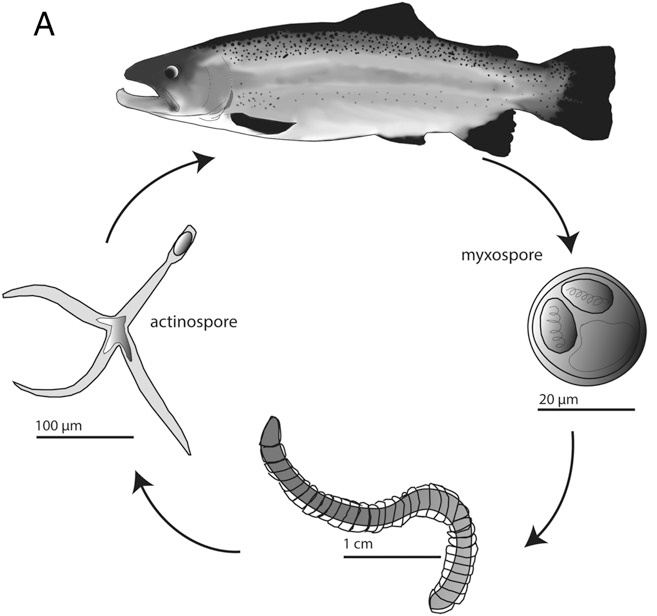 Sciency Thoughts: Discovering the origins of Myxozoan parasites.