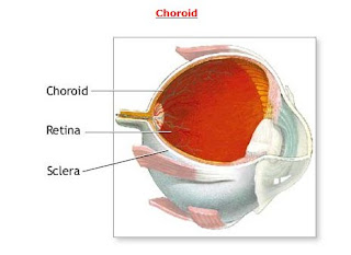 Human Eye Diagram And Anatomy Complete With Images | Safe Health Tips