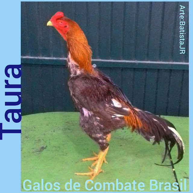 GALOS DE COMBATE BRASIL #2021: UM DOS GALOS MAIS FAMOSOS DO BRASIL