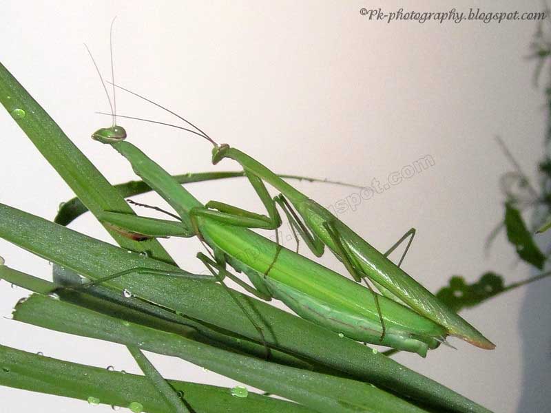 Praying Mantis Life Cycle | Nature, Cultural, and Travel Photography Blog