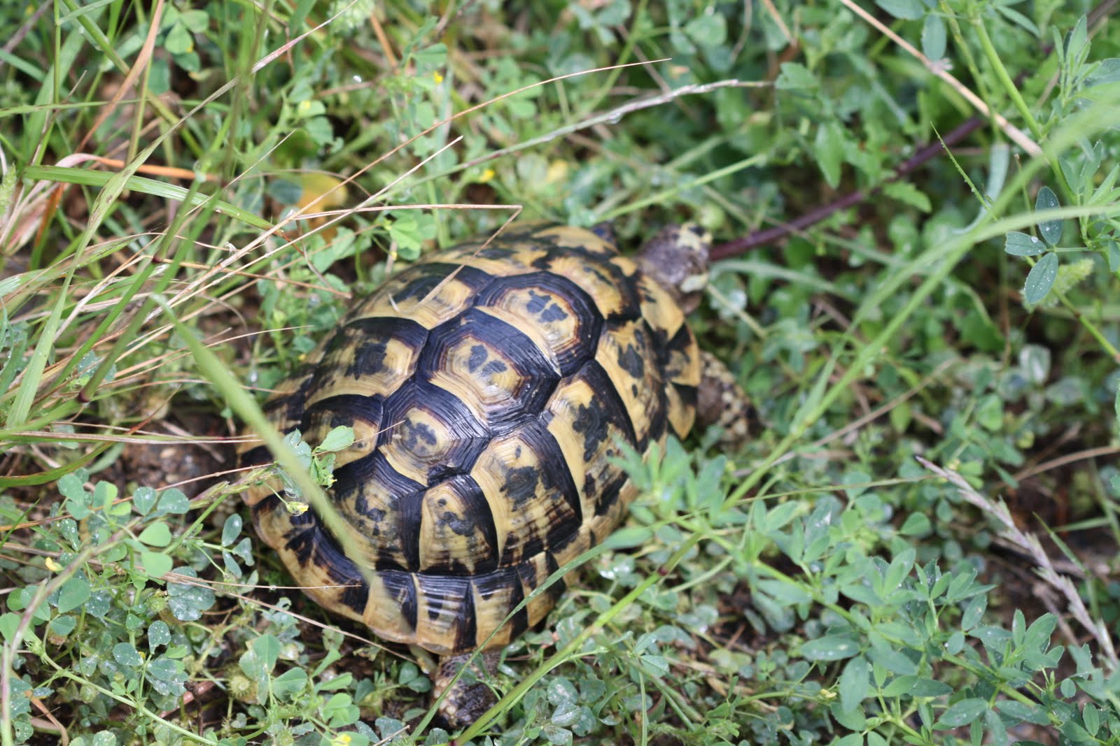 Estimem la natura: Una tortuga mediterrànea??? a l'escola