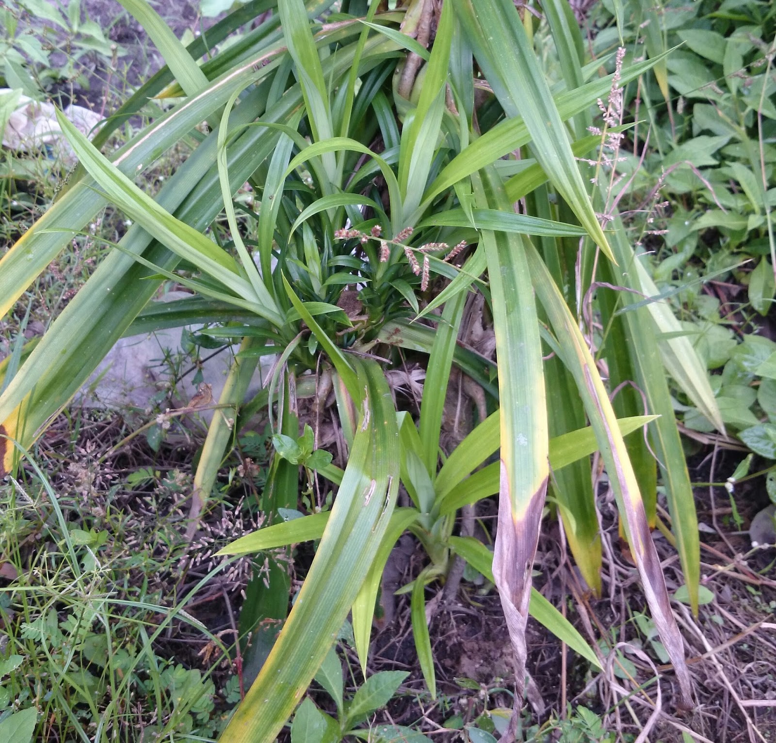 cara bertani : PANDUAN MEMBIAKKAN POKOK PANDAN DARI ANAK TUNAS