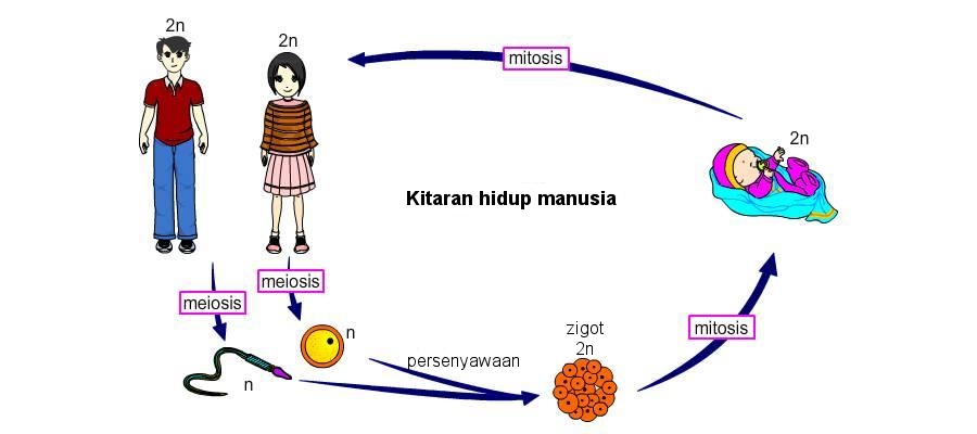 My Share Learning Content: 3.1 Pembahagian Sel