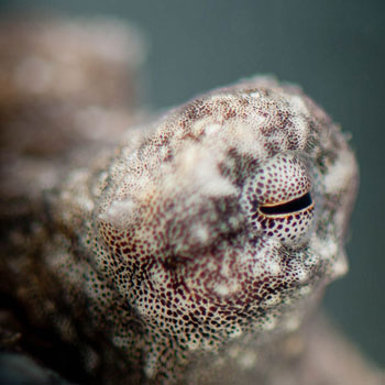 Everything Octopus: Polarized Display Sheds Light on Octopus and ...
